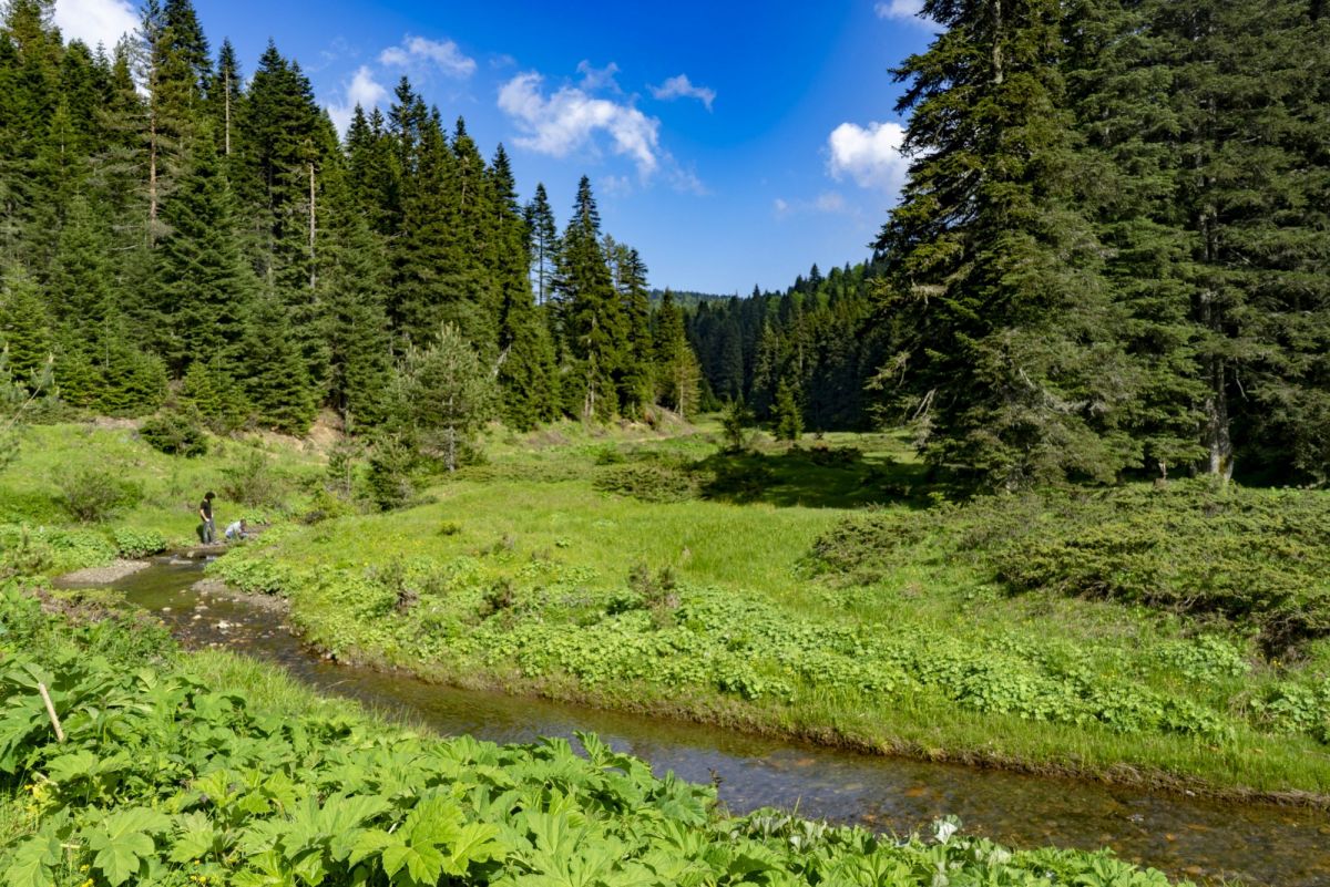 The Traveling Plain | Nomatto