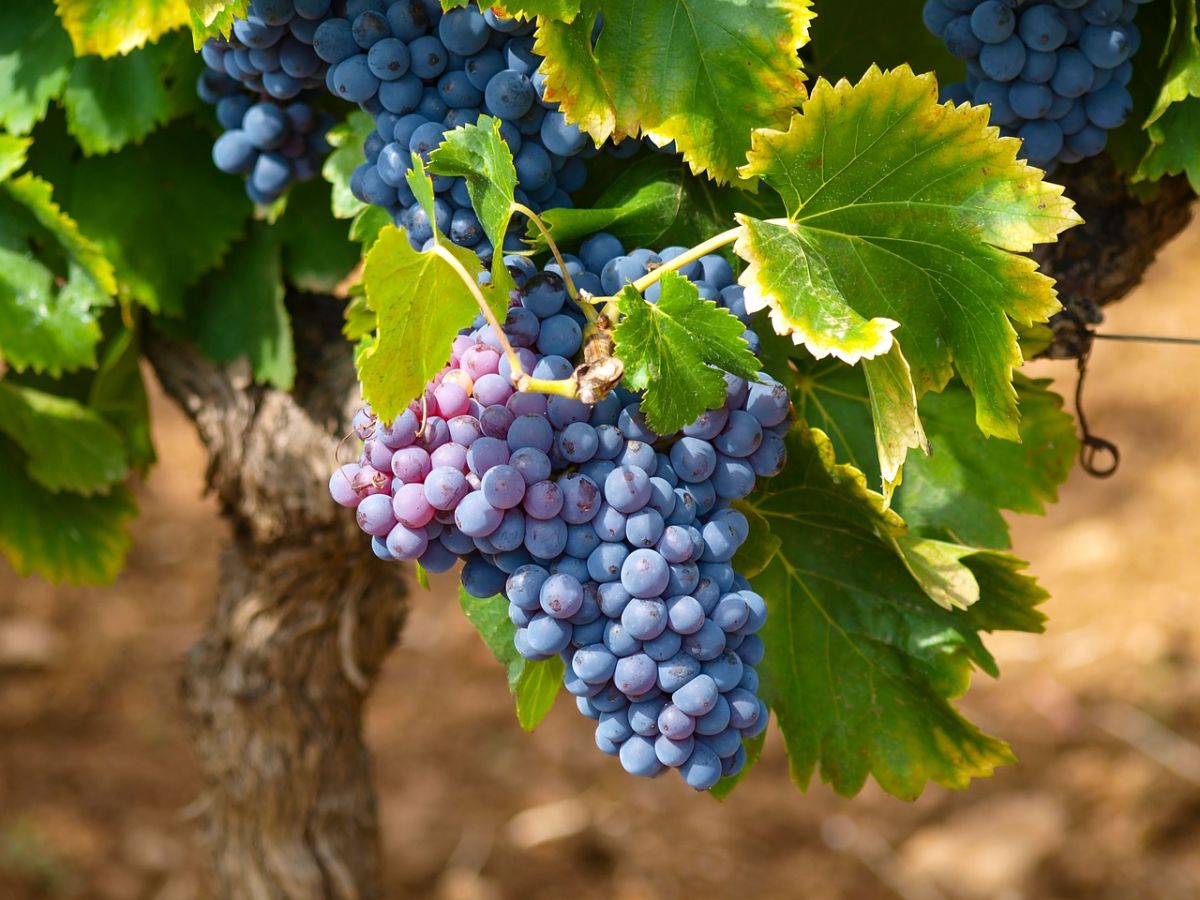 Bozcaada Grape Harvest Festival | Nomatto