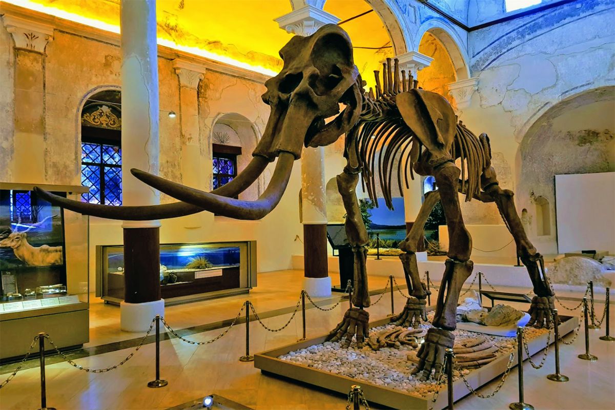 Doğa Tarihi Müzesi | Nomatto
