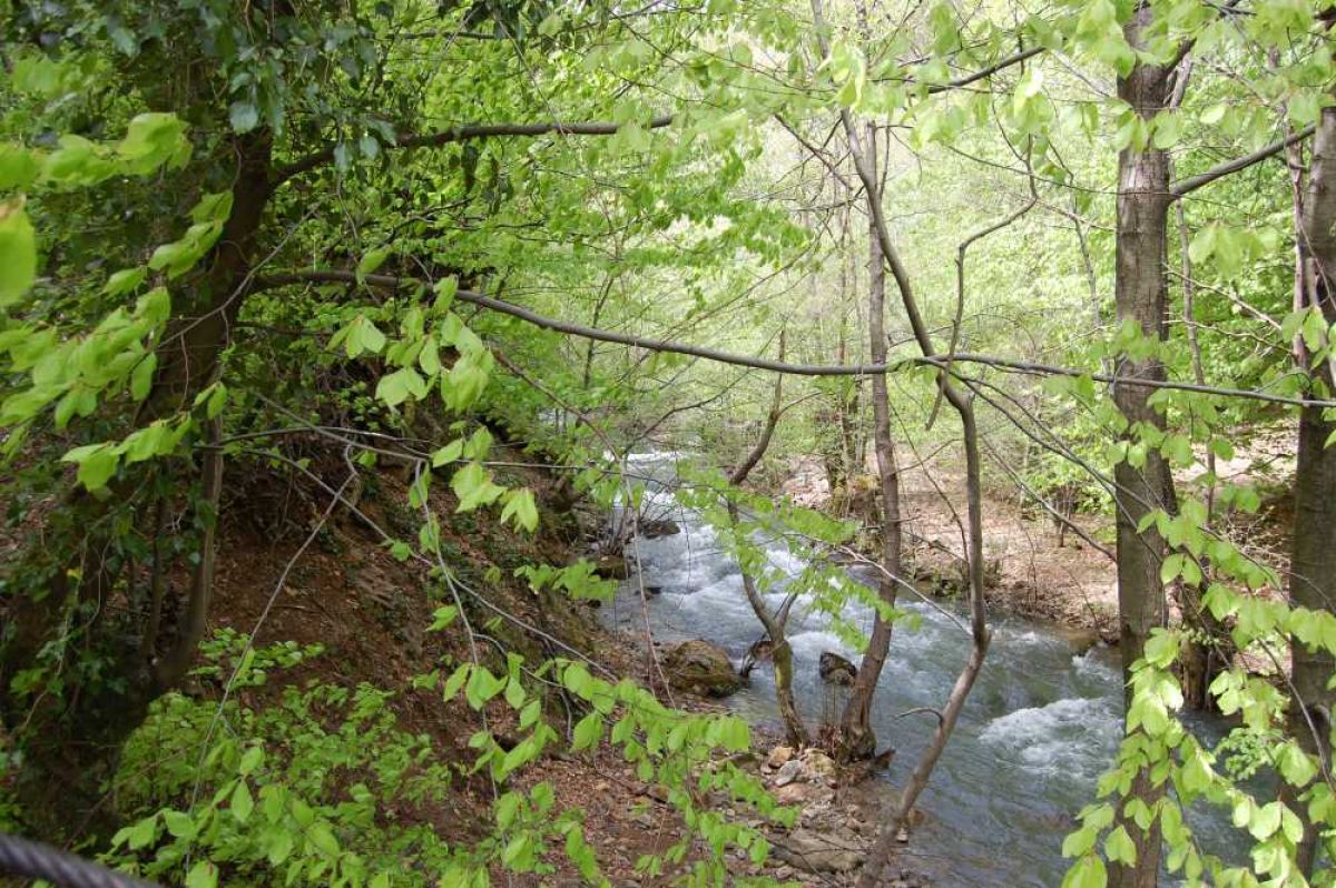 Kent Ormanı | Nomatto