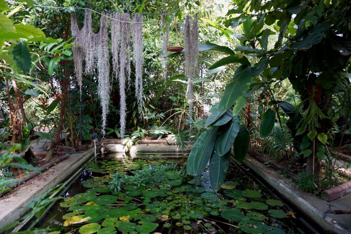 İstanbul Üniversitesi Alfred Heilbronn Botanik Bahçesi | Nomatto
