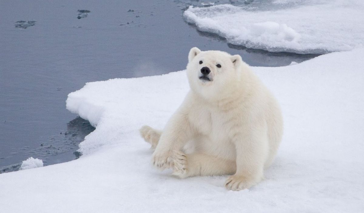 Kutup Ayısı Hangi Renk? | Nomatto