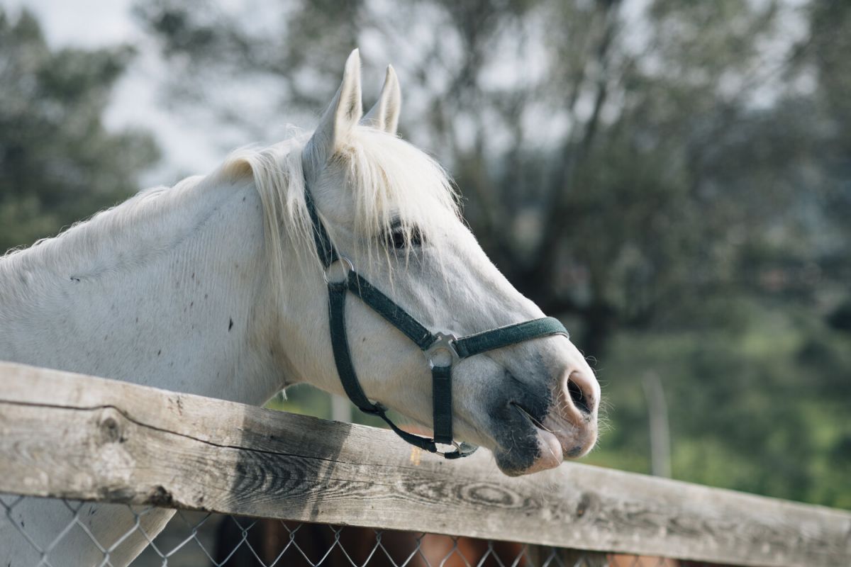 Manej Urla Binicilik | Nomatto